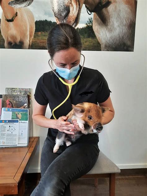 Common Mistakes With Pigs