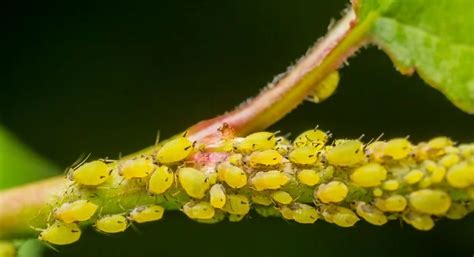 Growing Beetroot From Seed A Step By Step Guide