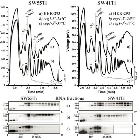 Sensitivity Limit And Versatility Of Polysome Profiling In Sw55ti Download Scientific Diagram
