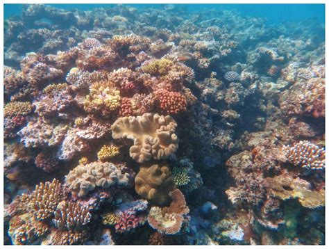 Bg Dimethylsulfide Dms Marine Biogenic Aerosols And The