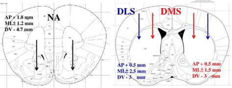 An Overview Of Striatum Anatomy And Neural Circuits