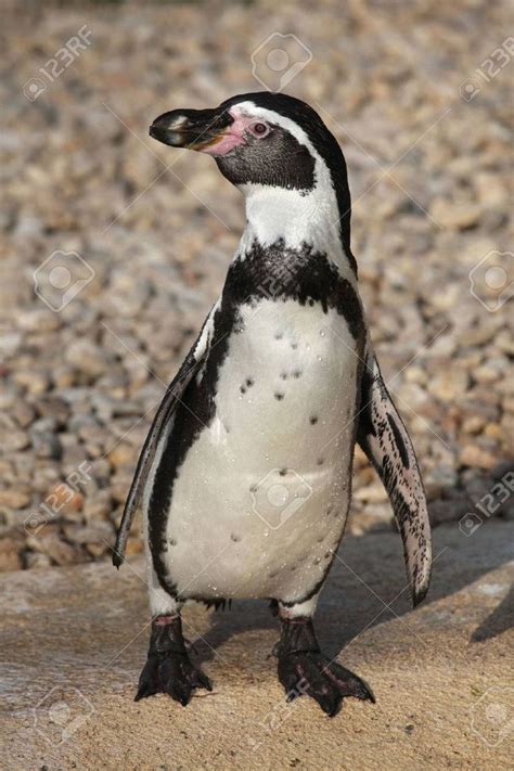 Pingüino De Humboldt Fotografía De Vida Silvestre