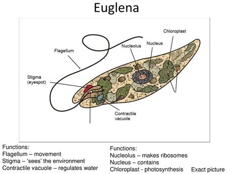 Ppt Oral Cavity Powerpoint Presentation Free Download Id5365565