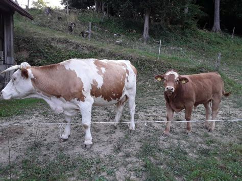 Govedo