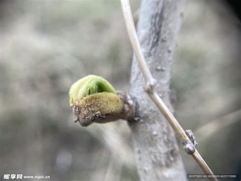 胡桃楸摄影图图片素材其他摄影图库昵图网