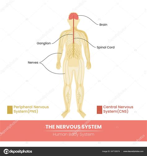 Principales Componentes Del Sistema Nervioso Humano Sobre Fondo Blanco