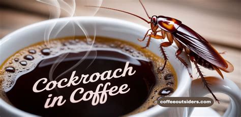 Cockroach In Coffee What You Need To Know Coffee Outsiders