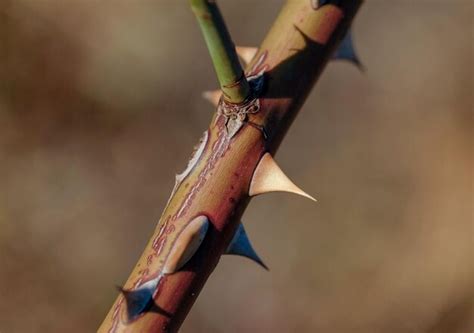 Page 15 Jointed Stems Images Free Download On Freepik