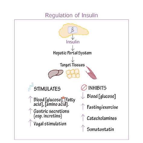 Physiology Glossary Insulin Glucagon And Glucose Homeostasis Insulin