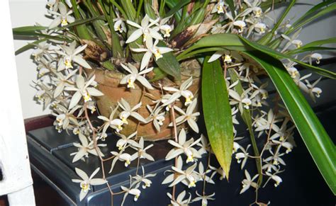 Coelogyne Des Orchidées Dune Grande Diversité Culture Entretien