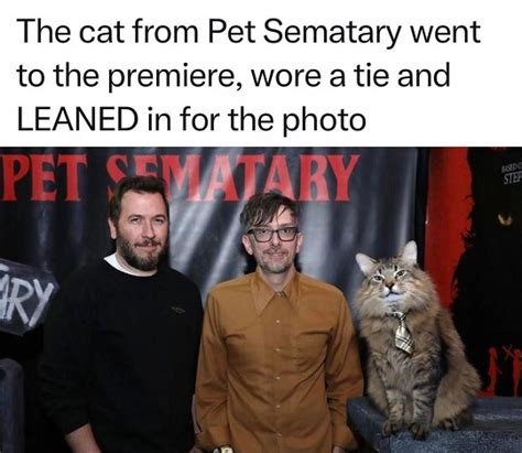 The Ultimate Cat Thread Page 1609