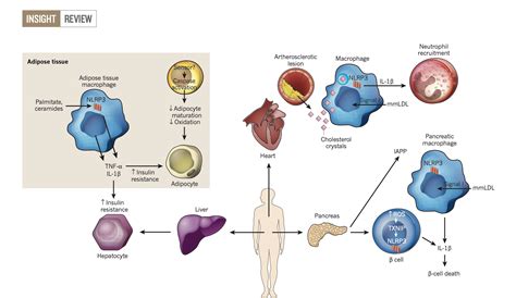 Inflammasomes In Health And Disease Elinav Lab