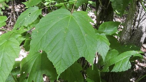Maple Leaf Identification Chart A Simple Guide Randy Lemmon