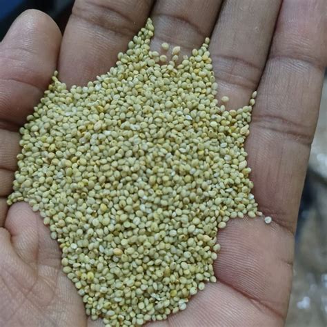 Yellow Kodo Millet Packaging Size 50 Kg Organic At ₹ 250kg In Jaipur