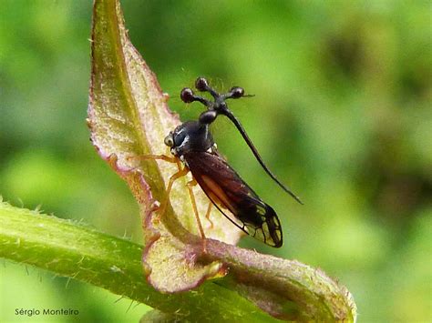 Brazilian Treehopper Insect Facts Bocydium Globulare A Z Animals