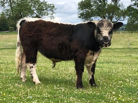 News — Riggit Galloway Cattle Society