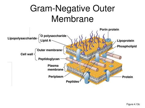 Gram Positive Bacteria Cell Membrane