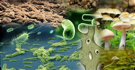 Quienes Son Los Principales Descomponedores De Los Ecosistemas