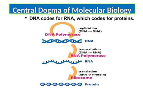 Replication 1 Lecture On Replicaation Pptx