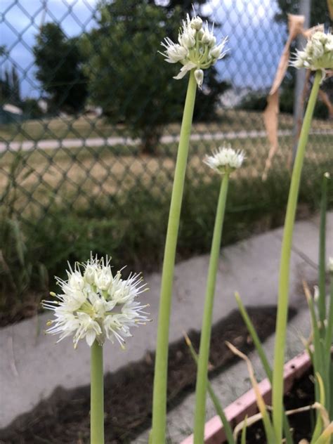 집에서 쪽파키우기 대파키우기 물만 주면 잘자라는 파키우기 예쁜 대파꽃 네이버 블로그
