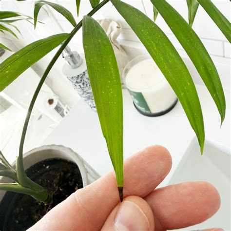 Parlor Palm The Only Indoor Palm I Will Grow