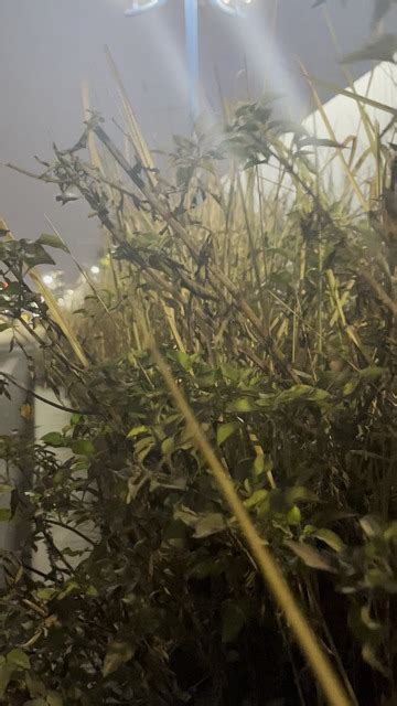 Grass Roadside City Free Stock Video Pixabay