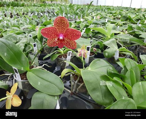 Moth Orchid Phalaenopsis Hybride Propagation Of Orchids In A Garden