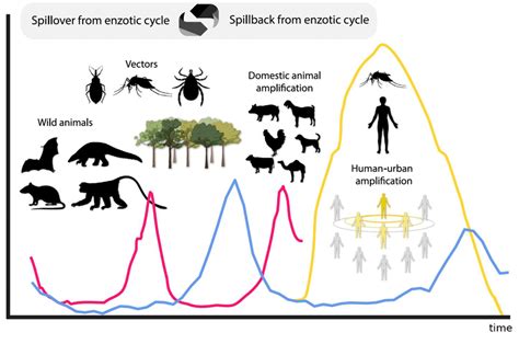 Zoonotic Transmission Chains Interactions Between Humans And
