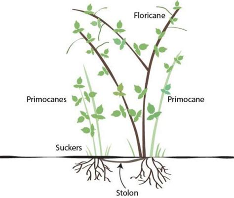 Illustration Of Raspberry Primocane And Floricane Structure By Emily