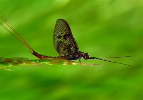 Michigans Annual Invasion Of The Mayflies