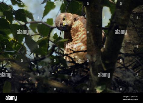 Sparrow Hawk Nest Tichfield Haven Hampshire Pic Mike Walker 2010