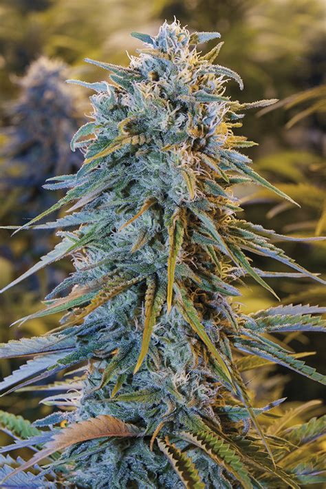 Why Is Blue Dream Strain So Popular Humboldt Seeds