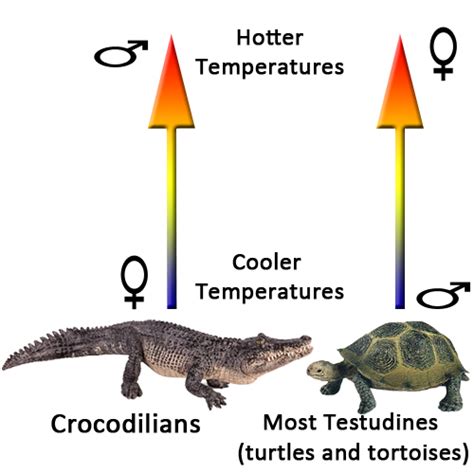 Crocodiles Are Great Survivors According To New Study