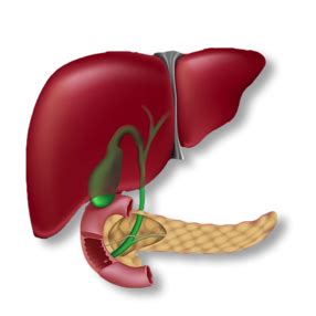 Digestive Anatomy