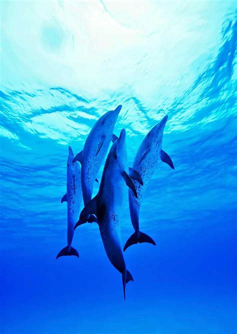 See And Swim With Dolphins In Oahu Best 2026 Tours