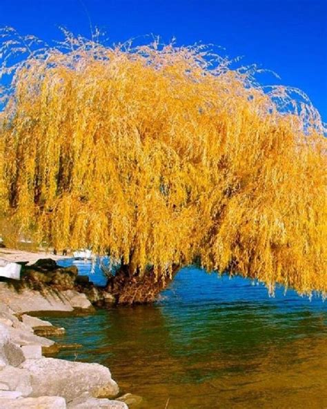 Weeping Willow Tree In Fall