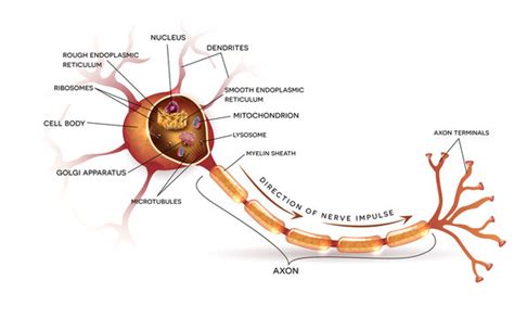 Nerve Cell Model Labeled