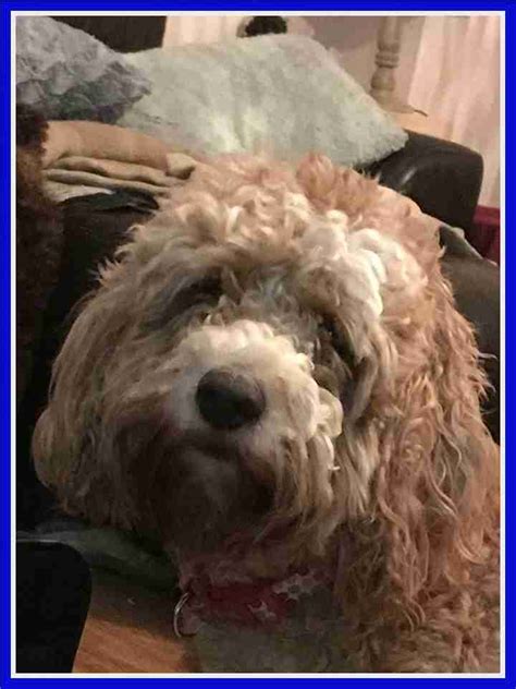 Honey 3 4 Year Old Female Cockapoo Available For Adoption