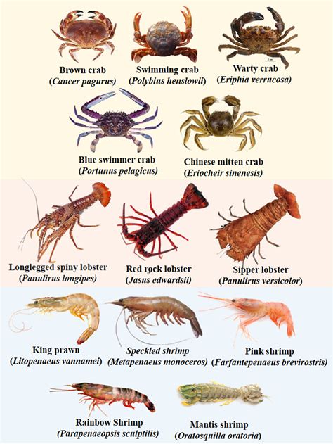 Crustaceans Characteristics