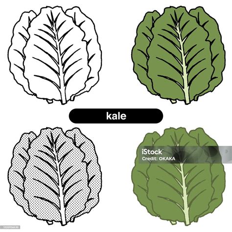 Ilustración De Kale 01 Dibujo Lineal Color Y Más Vectores Libres De