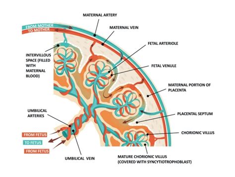 Maternal Aim Metabolic Health Center Stanford Medicine