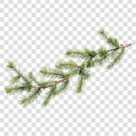 Png Evergreen Branch With Pine Needles Premium Ai Generated Psd