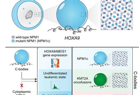 Leukemia Mutations In Nuclear Droplets Lifeboat News The Blog