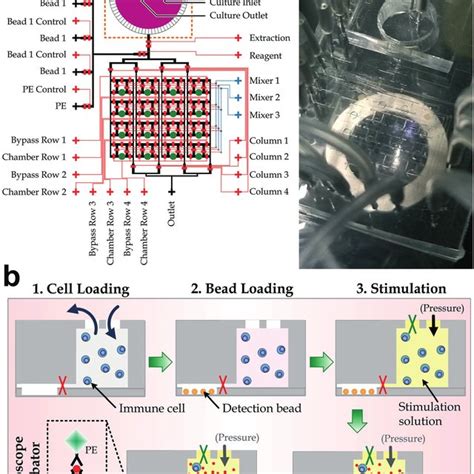Pdf A Fluorescent Microbead Based Microfluidic Immunoassay Chip For