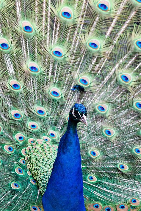 Portrait Of A Peacock Stock Image Image Of Pattern Male 47559495