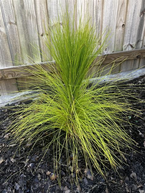 Longleaf Pine Can It Be Saved R Arborists