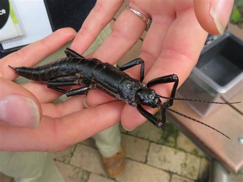 Lord Howe Island Stick Insect Facts Identification And Pictures