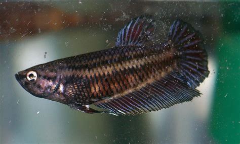 Betta Stress Stripes What Do Stress Lines On Betta Look Like Wkipf