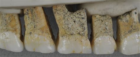 A Previously Unknown Tiny Human Species Has Just Been Discovered In