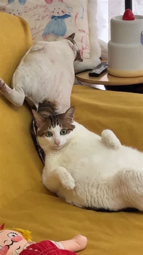 嗷呜一口吃掉你 Uncle Bbao • Instagram Photos And Videos